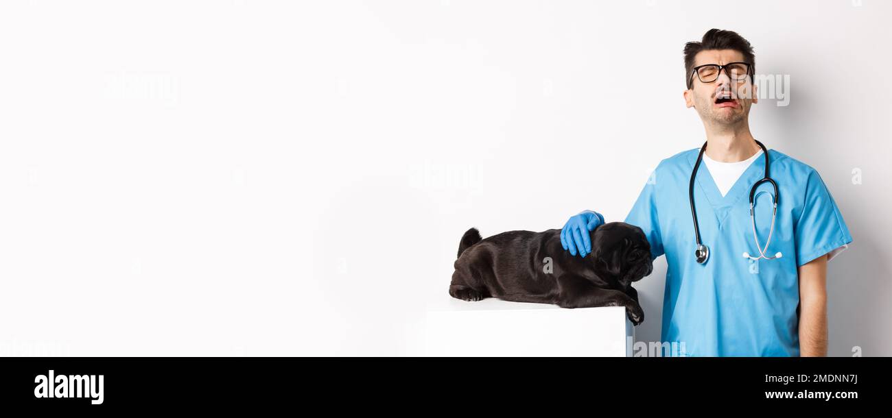 Sad male doctor filling pity for cute black dog pug lying sick on vet ...