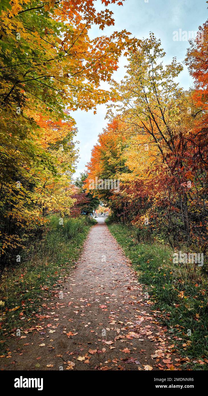 A pathway surrounded by autumn trees on a sunny day Stock Photo - Alamy