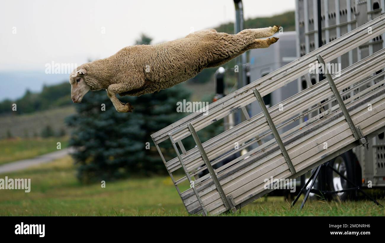 A sheep leaps from a truck for this weekend's annual Soldier Hollow ...