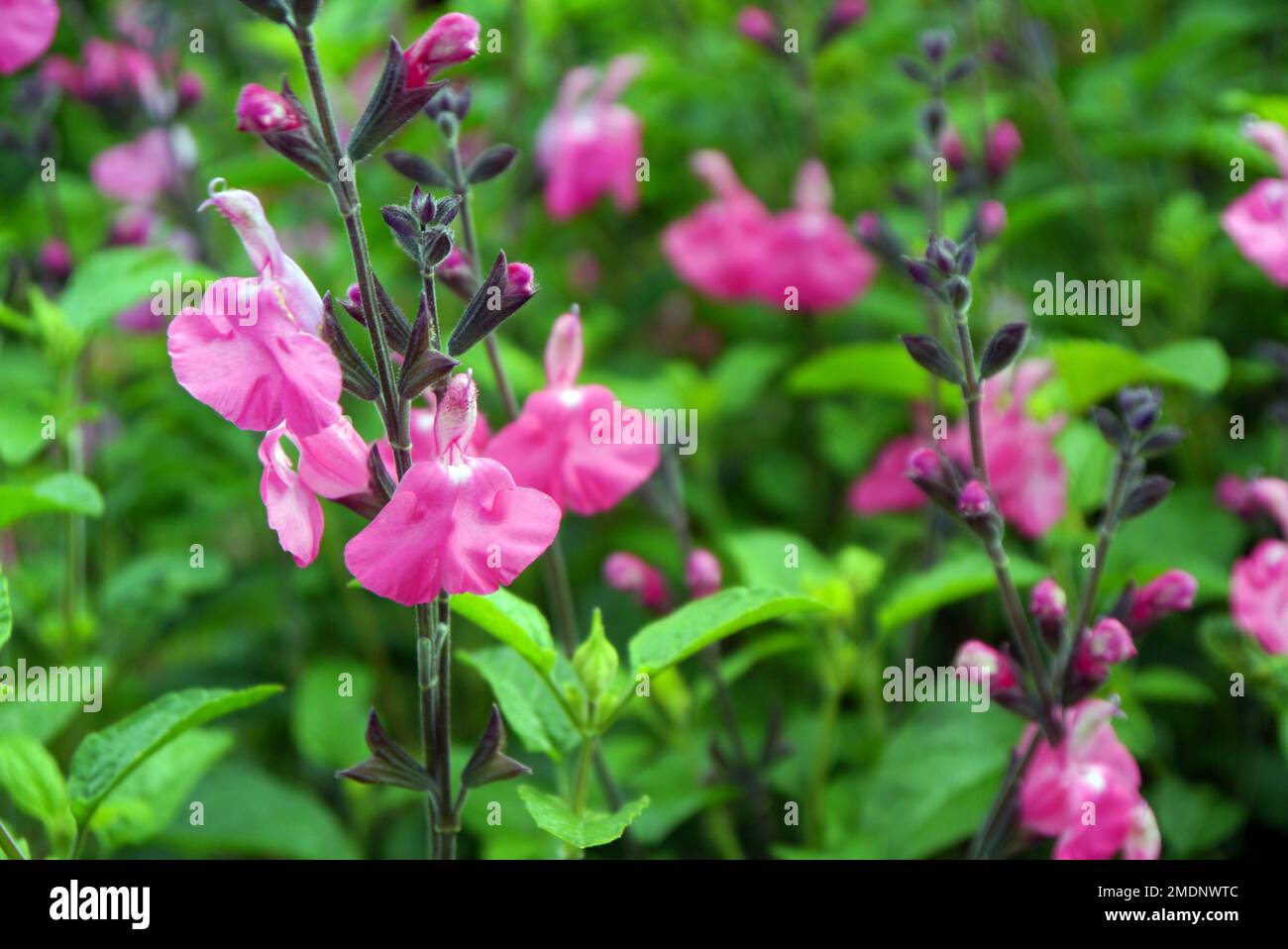 Magenta/Pink Salvia Microphylla 'Wild Watermelon' (Baby Sage) Flowers ...