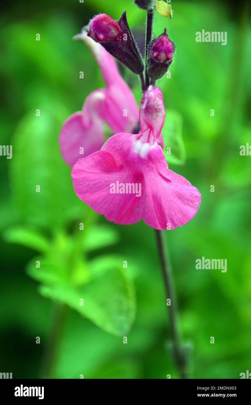 Magenta/Pink Salvia Microphylla 'Wild Watermelon' (Baby Sage) Flowers ...