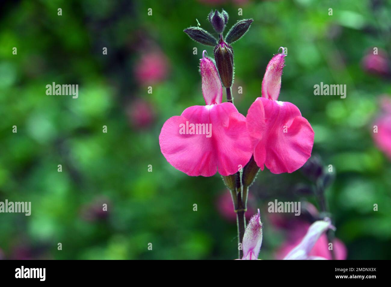 Magenta/Pink Salvia Microphylla 'Wild Watermelon' (Baby Sage) Flowers ...