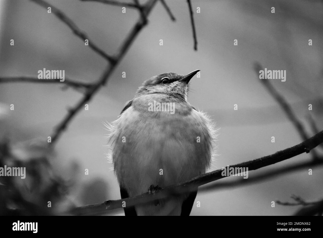 Cute mockingbird Black and White Stock Photos & Images - Alamy