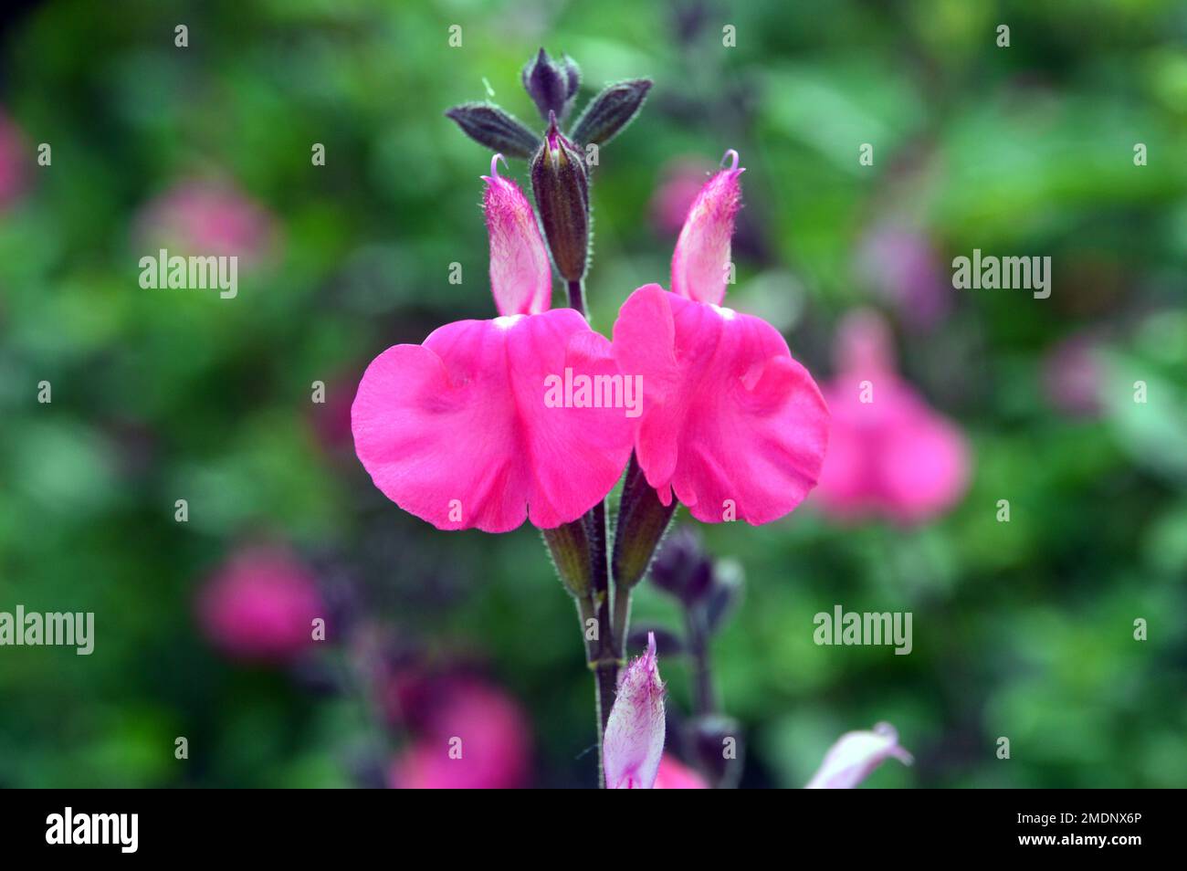 Magenta/Pink Salvia Microphylla 'Wild Watermelon' (Baby Sage) Flowers ...