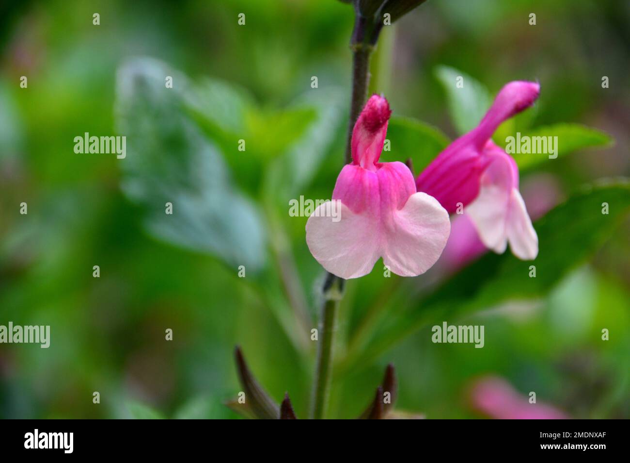 Pink & White Salvia x Jamensis 'Shell Dancer' (Baby Sage) Flowers grown ...