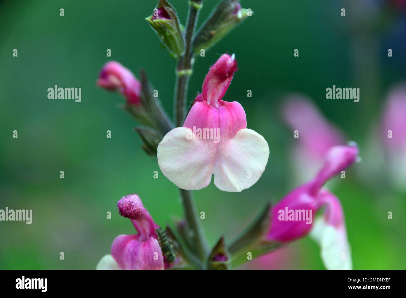 Pink & White Salvia x Jamensis 'Shell Dancer' (Baby Sage) Flowers grown ...