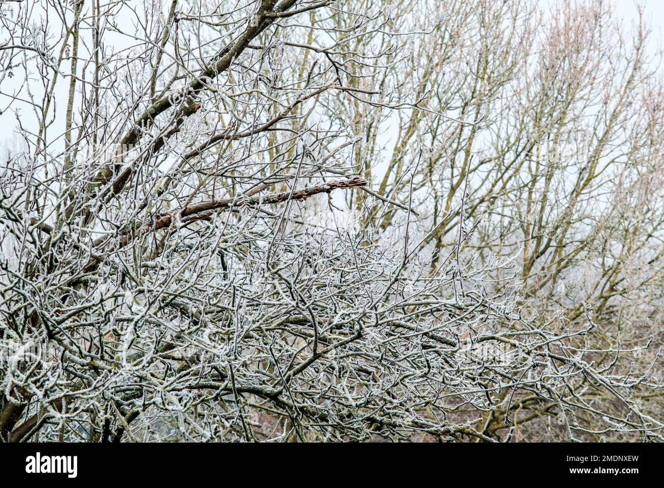 Trees With No Leaves Covered In A Heavy White Frost On A Winter Morning ...