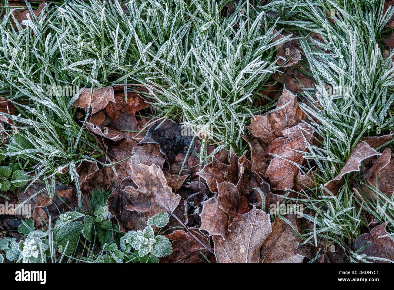 Grass Covered In A Hard Winter Morning Frost With No People Stock Photo ...