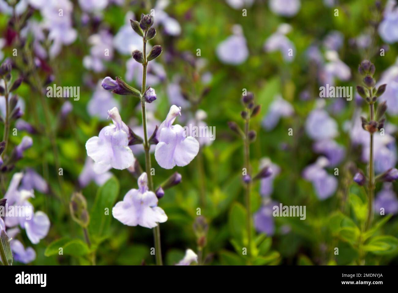 Sky Blue Salvia Microphylla 'Delice Aquamarine' (Baby Sage) Flowers ...