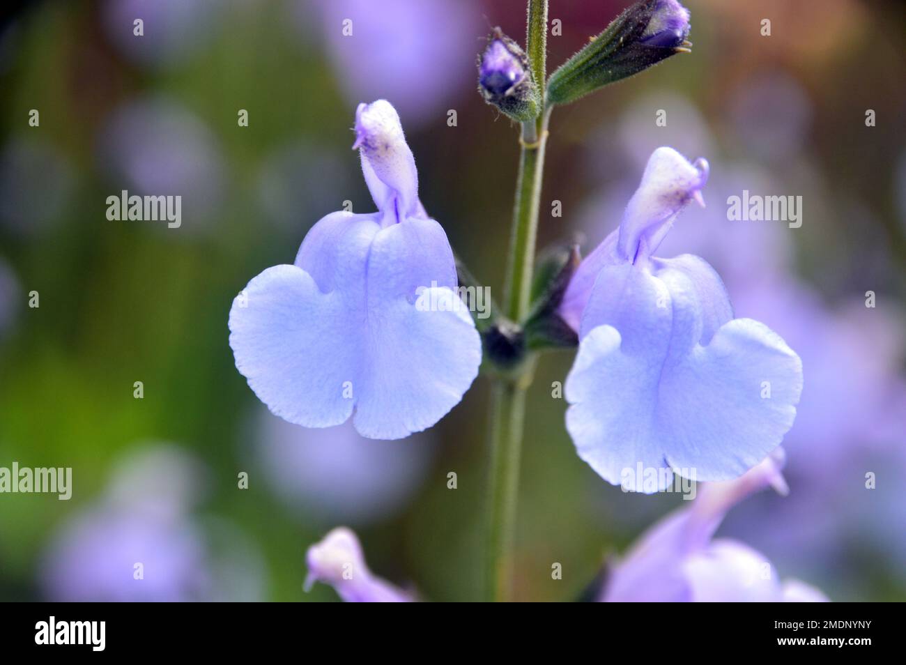 Sky Blue Salvia Microphylla 'Delice Aquamarine' (Baby Sage) Flowers ...