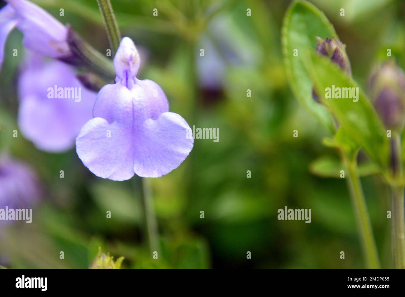 Sky Blue Salvia Microphylla 'Delice Aquamarine' (Baby Sage) Flowers ...