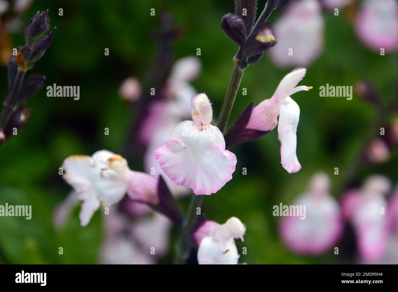 Pink & White Salvia Microphylla 'Anduus' (Baby Sage) Flowers grown at ...