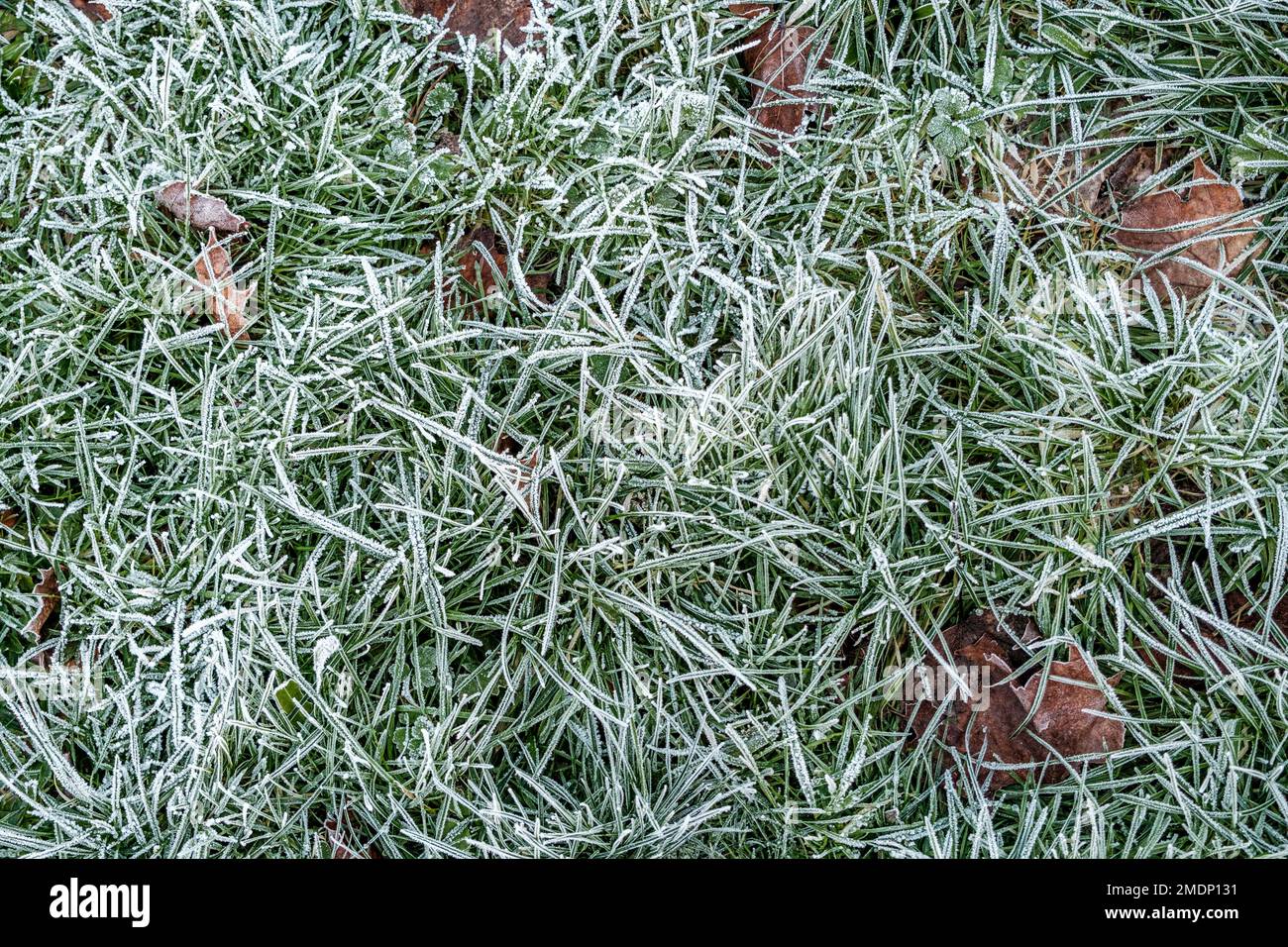 Grass Covered In A Hard Winter Morning Frost With No People Stock Photo ...