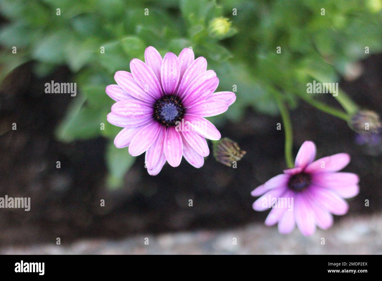 A beautiful view of African daisies in the garden Stock Photo - Alamy