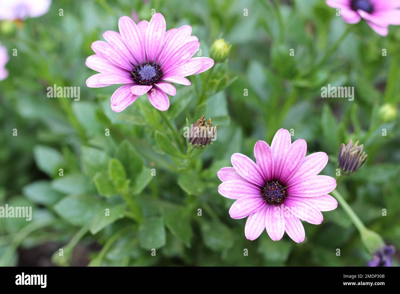 A beautiful view of African daisies in the garden Stock Photo - Alamy