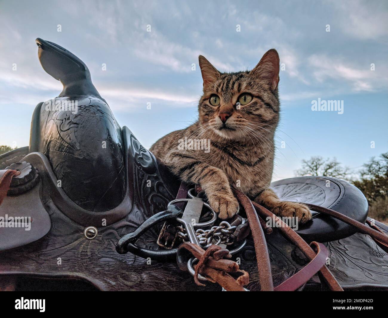 A closeup shot of a Tabby cat on the statue on a sunny day Stock Photo ...