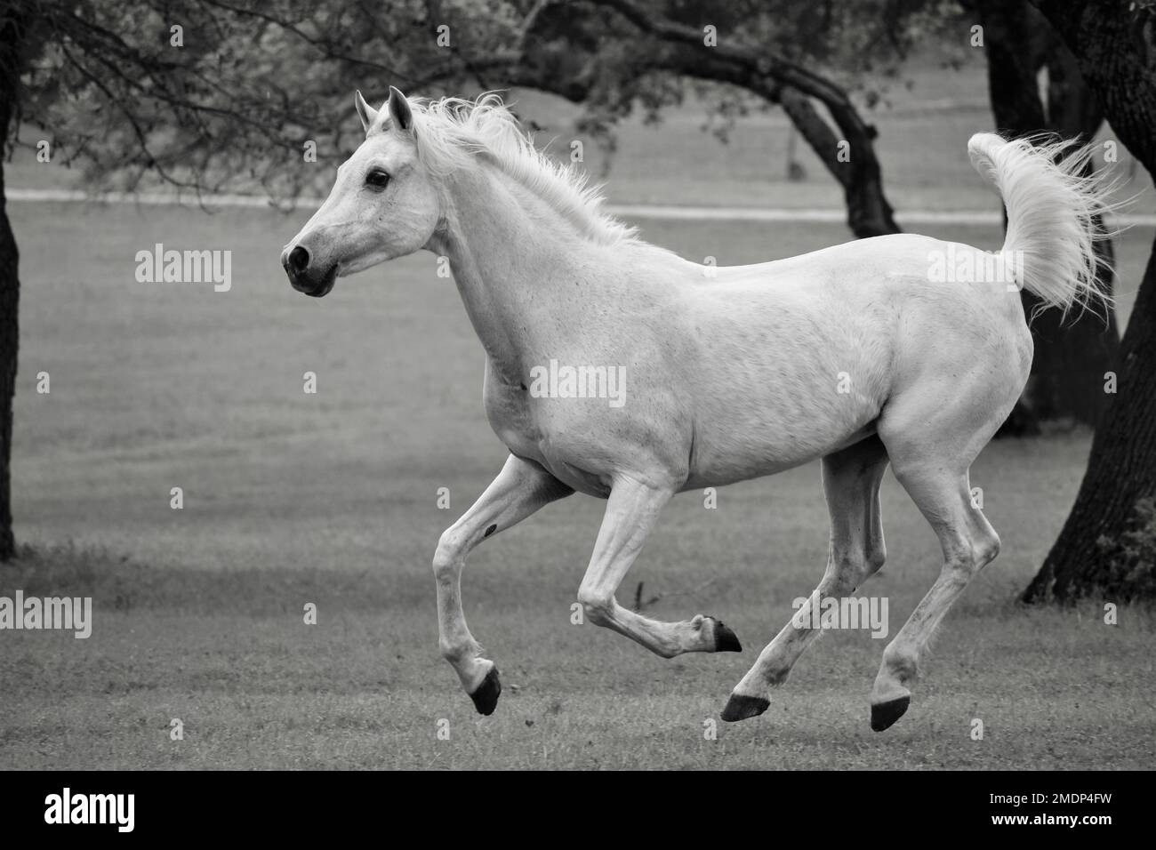 A closeup shot of an Arabian horse in black and white Stock Photo - Alamy