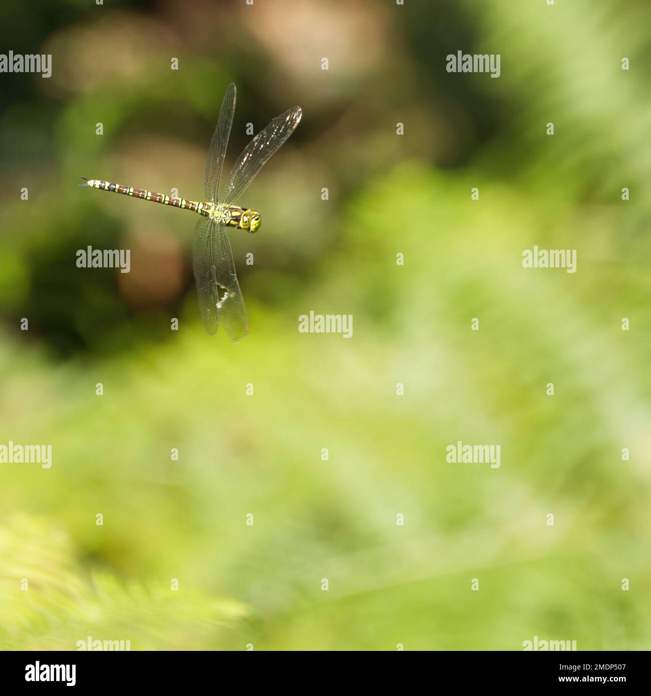 Common clubtail dragonfly hi-res stock photography and images - Alamy