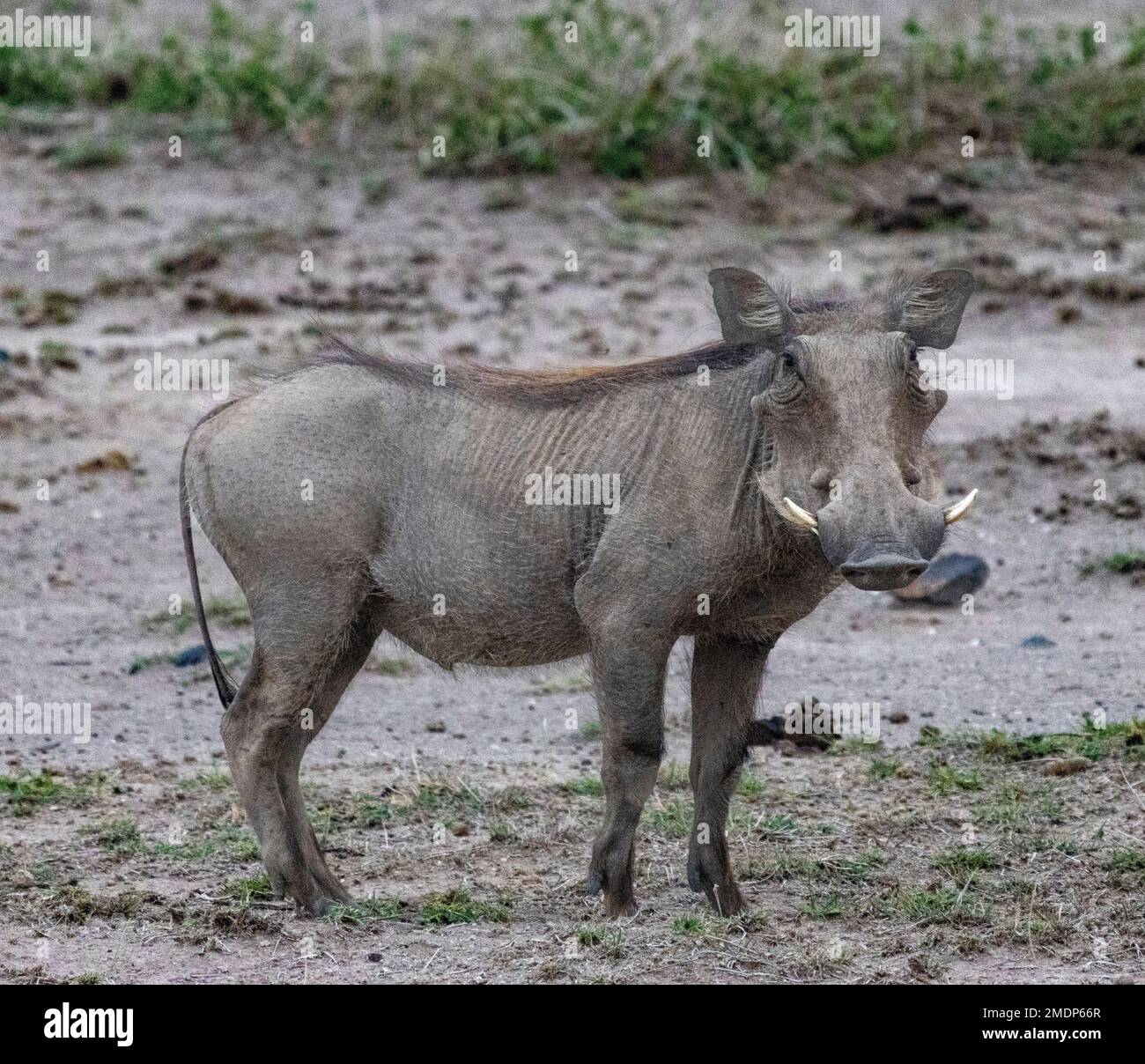 Ugly african wildlife hi-res stock photography and images - Alamy