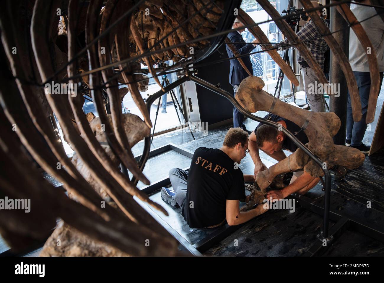 Big John, the largest known triceratops skeleton is being assembled in ...
