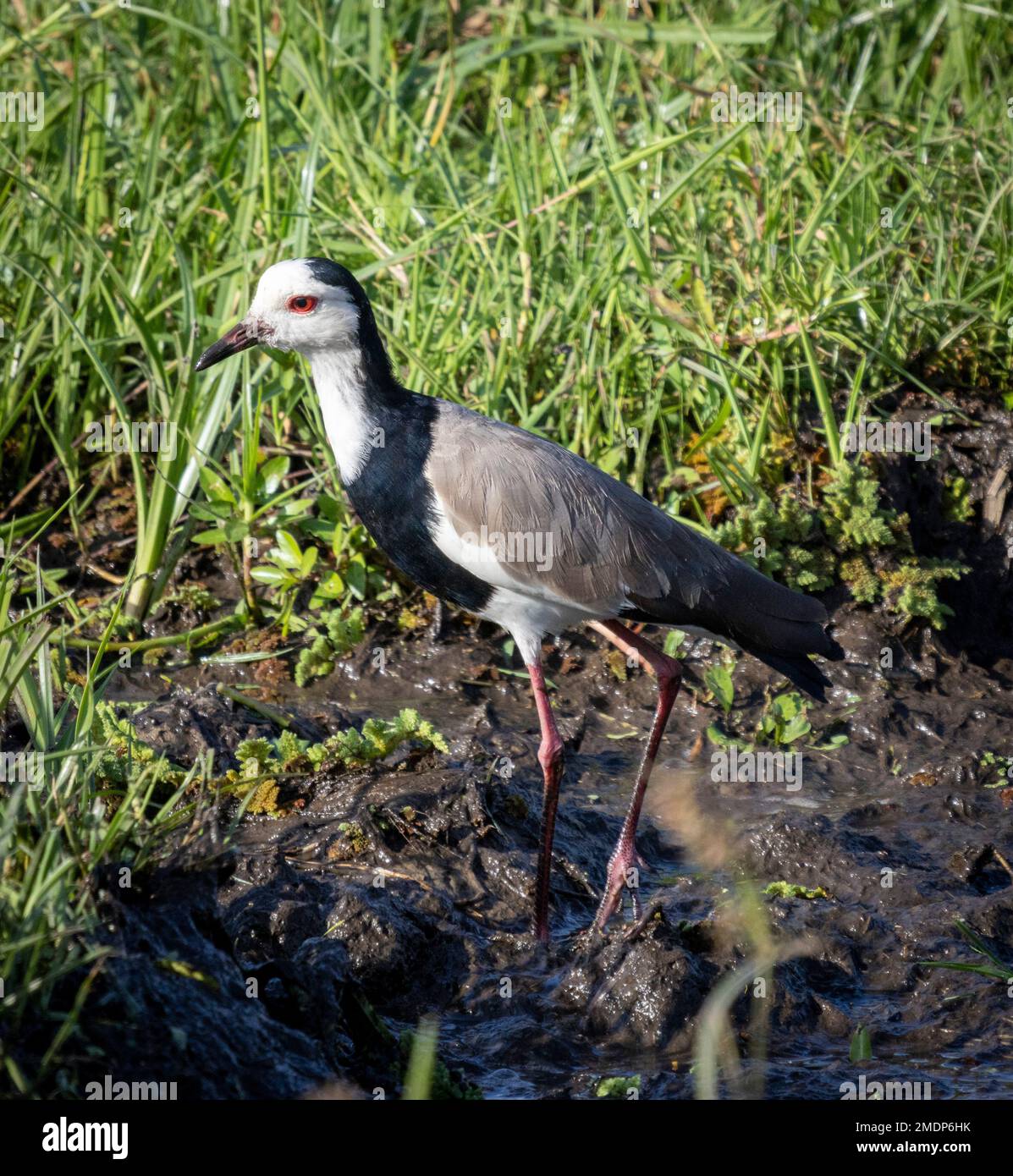The spur-winged lapwing or spur-winged plover (Vanellus spinosus ...