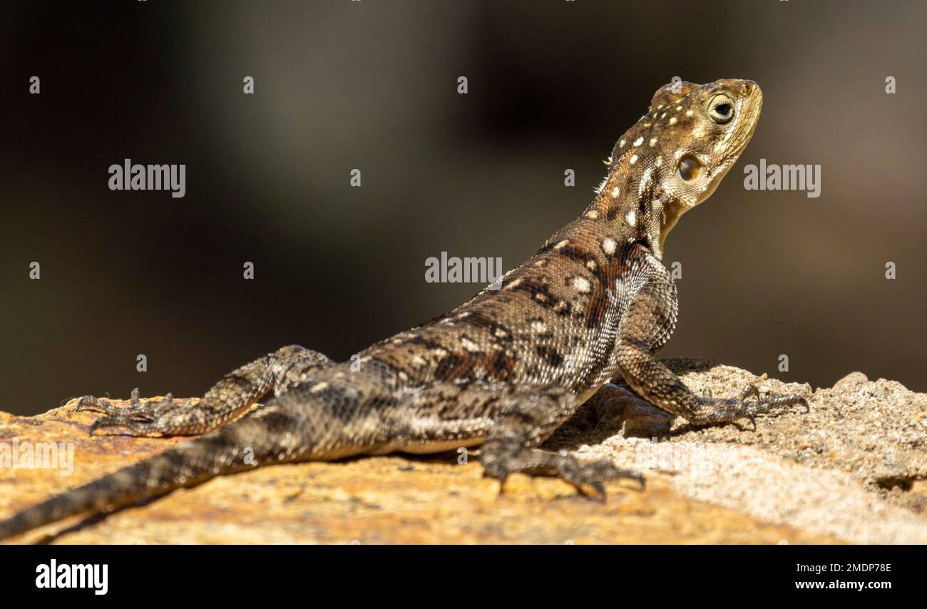 The common agama, red-headed rock agama or rainbow agama (Agama agama ...
