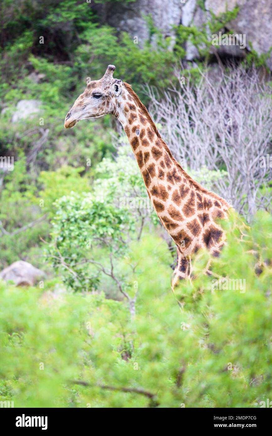A vertical shot of a giraffe standing tall among trees Stock Photo - Alamy
