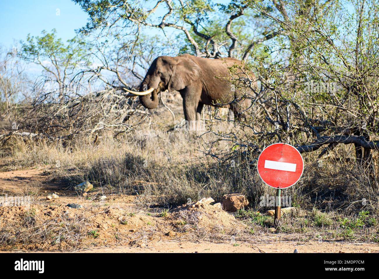 An elephant at an African savanna with a do not enter sign Stock Photo ...