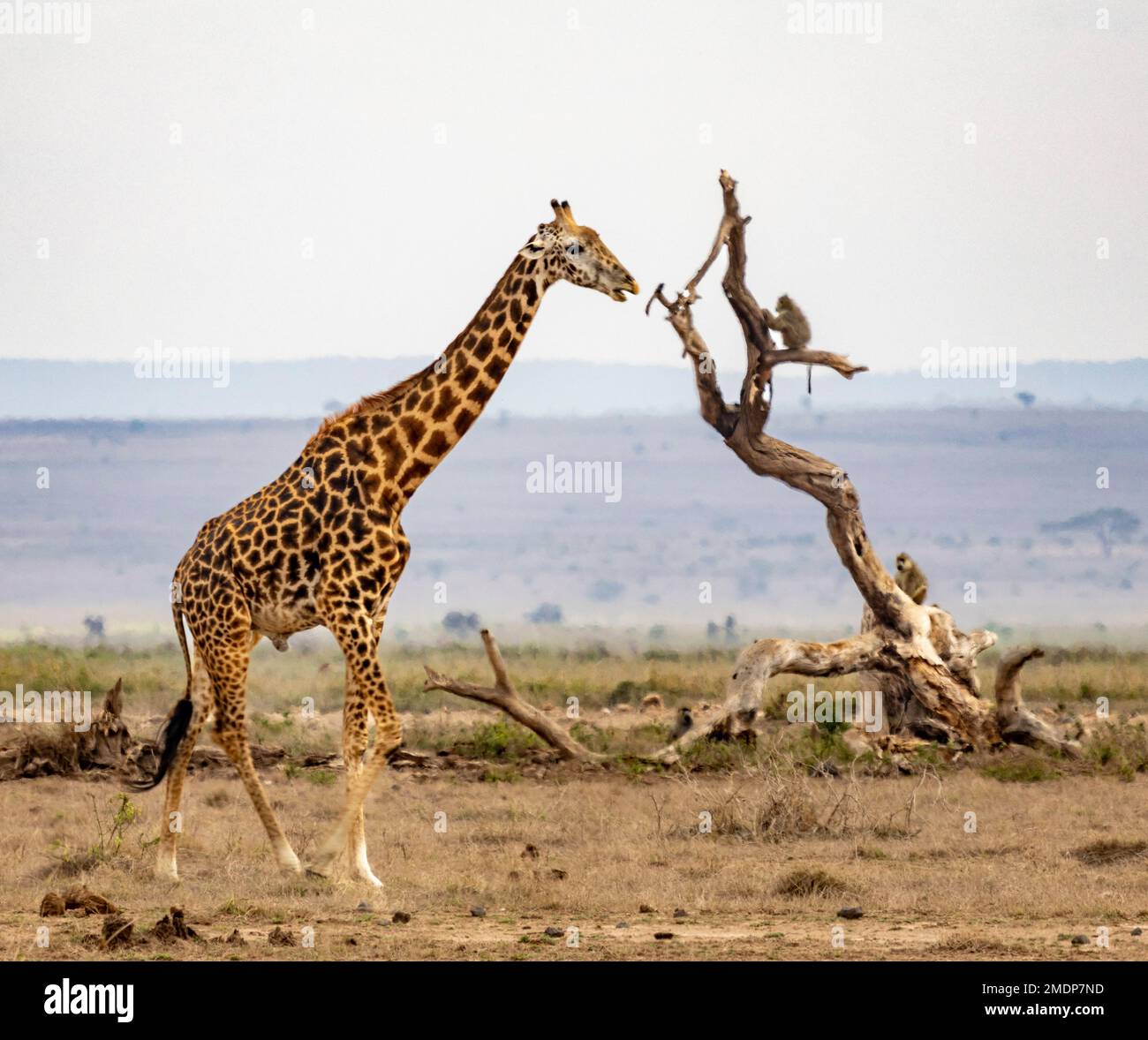 giraffe passing tree with baboons, Amboseli National Park, Kenya Stock ...