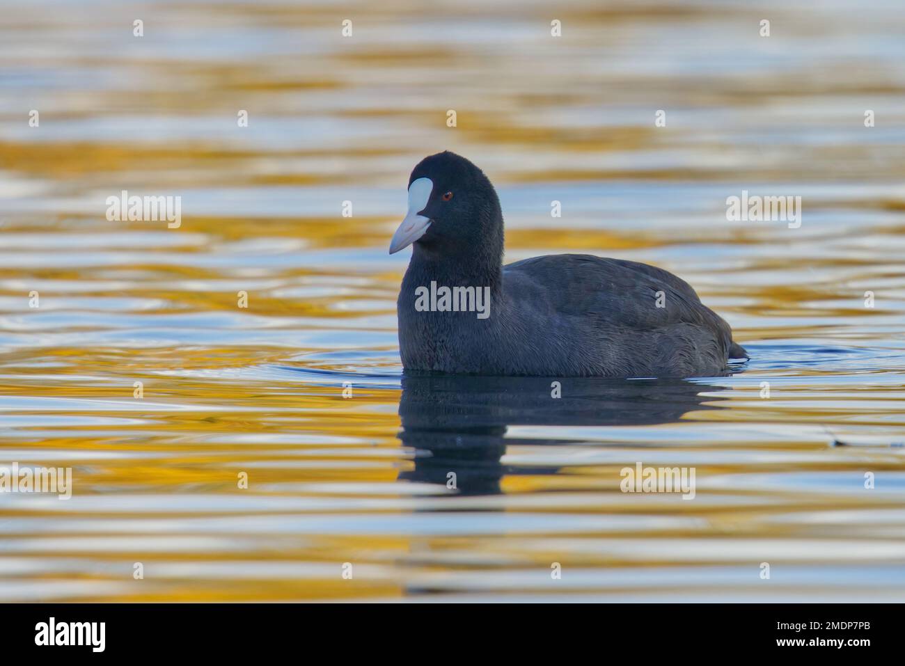 A Eurasian coot swimming on a pond with orange and blue colors ...