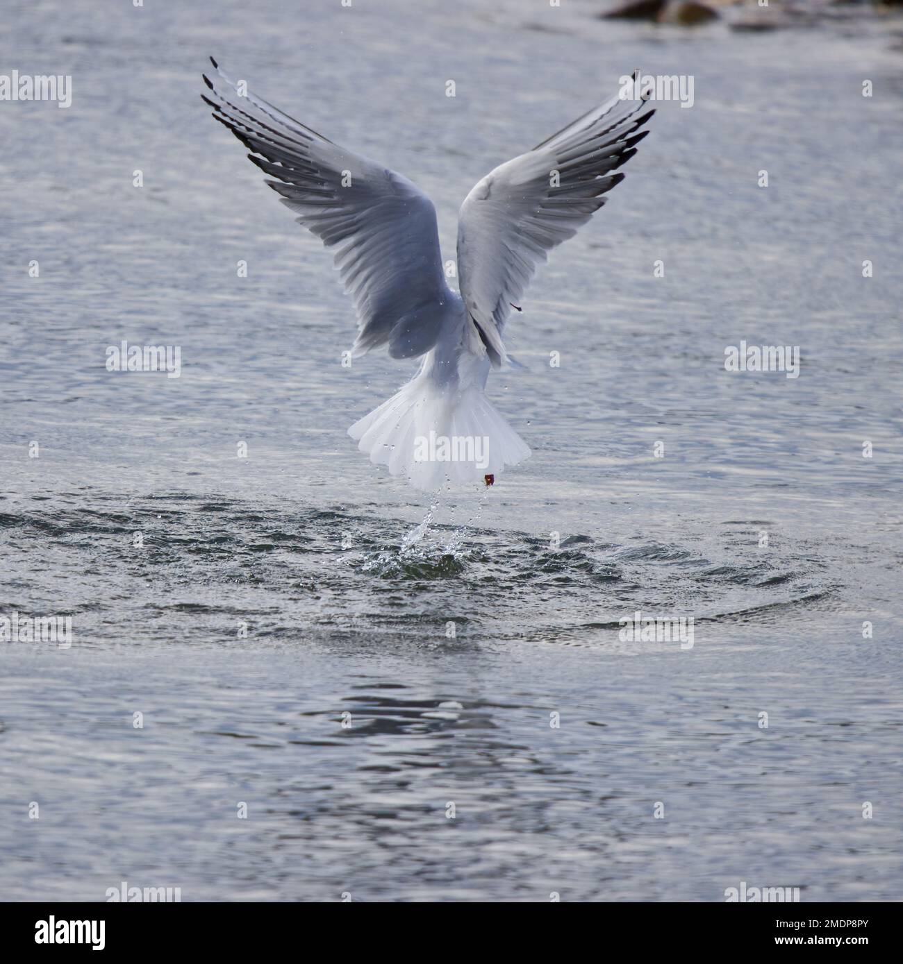 A seagull in flight fishing Stock Photo - Alamy