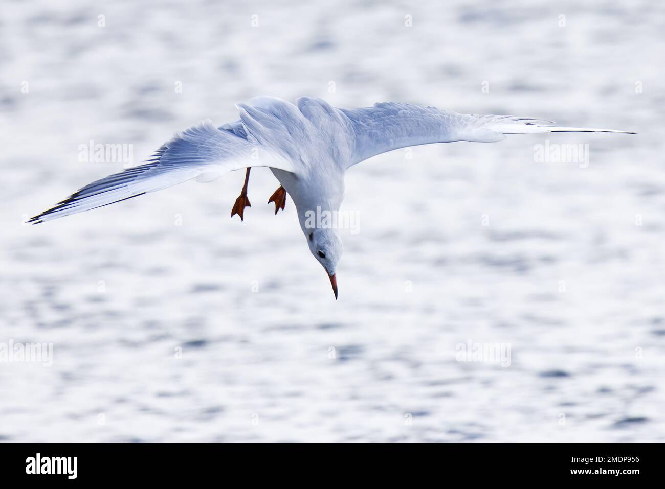 A seagull in flight fishing Stock Photo - Alamy