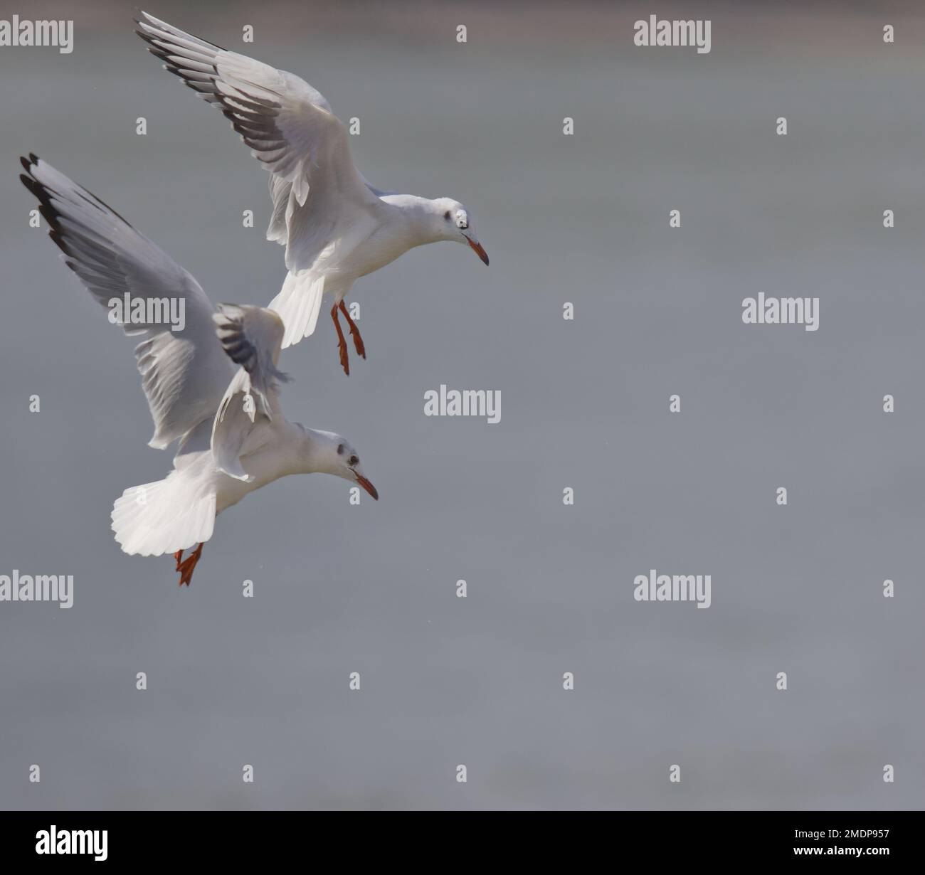 Two seagulls in flight against a gray background Stock Photo - Alamy