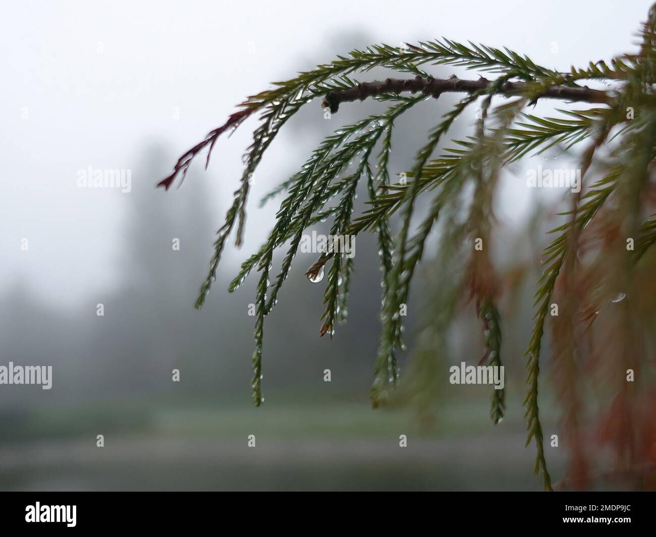 Drops of rain or dew on evergreen tree twig in the park in foggy ...