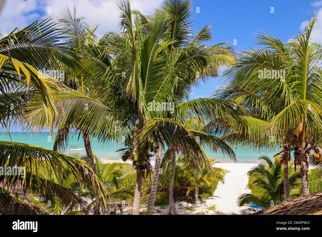 El cuyo yucatan hi-res stock photography and images - Alamy