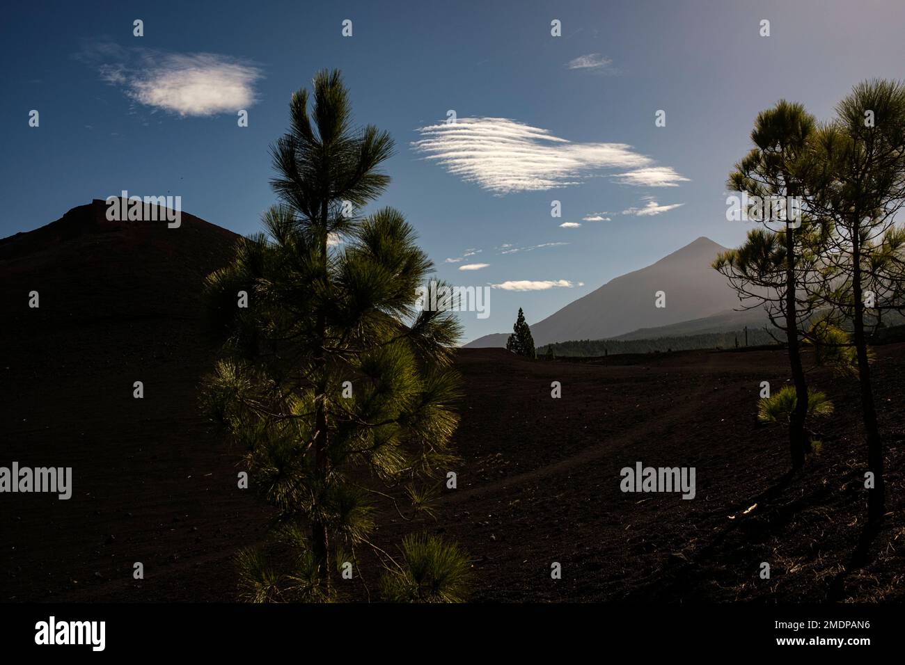 Peak of Mount Teide seen through the Canarian pine trees in the forest ...