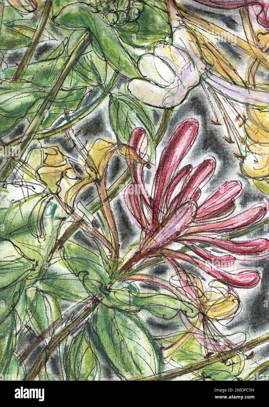 Honeysuckle drawing hi-res stock photography and images - Alamy