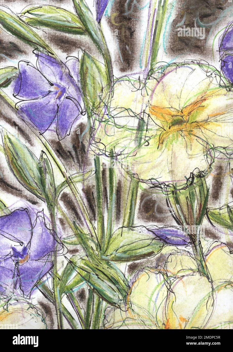 Drawing of blue periwinkle hi-res stock photography and images - Alamy