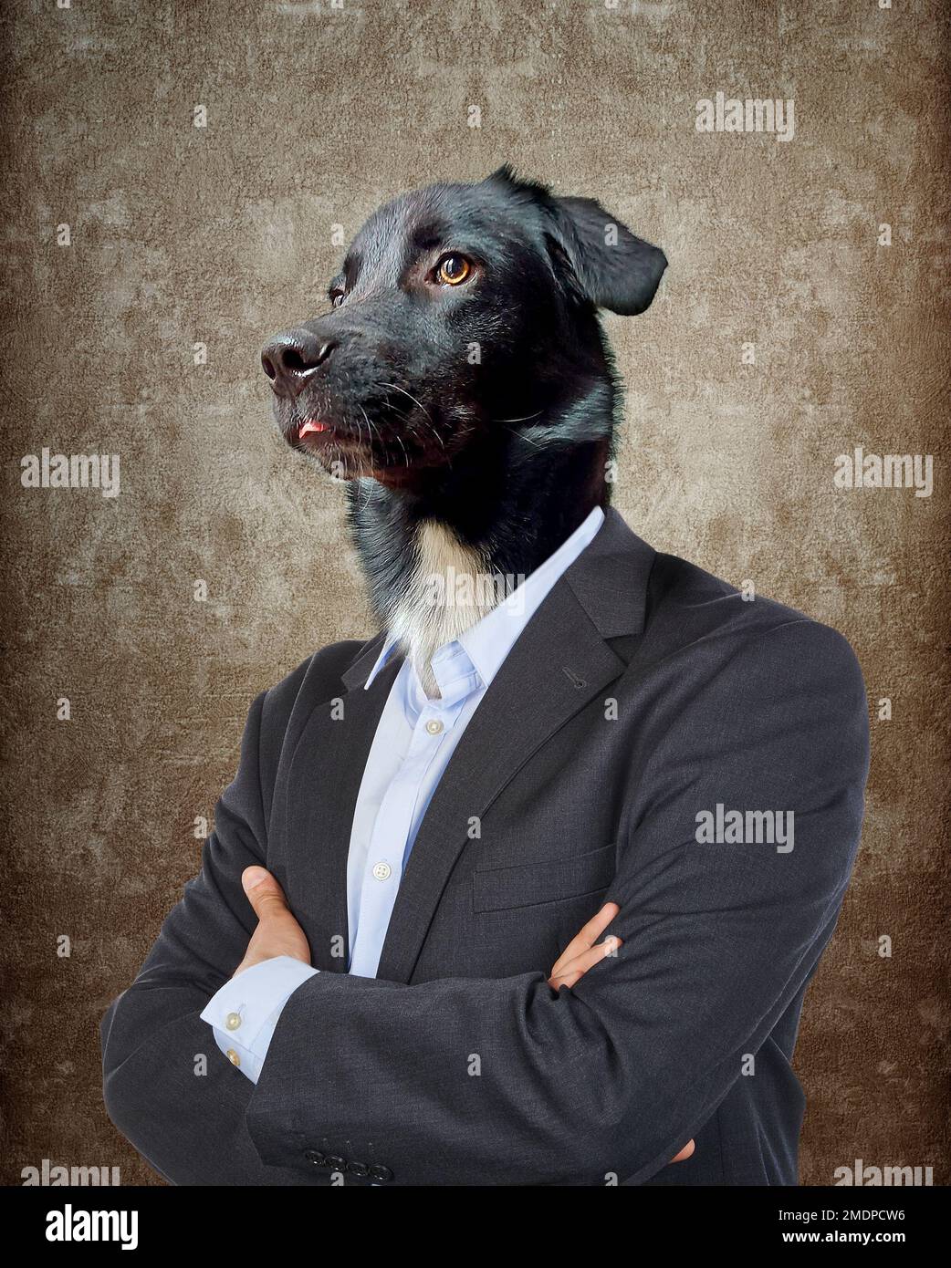 Head of a Dog on a man's body on textured brown background Stock Photo ...