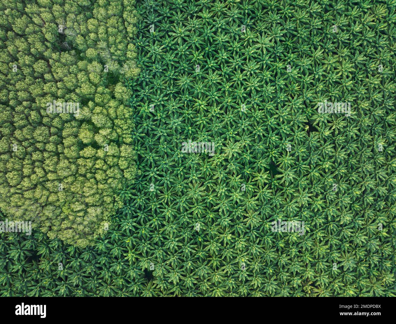 Top view aerial shot of the palm grove with green trees forest,palm ...