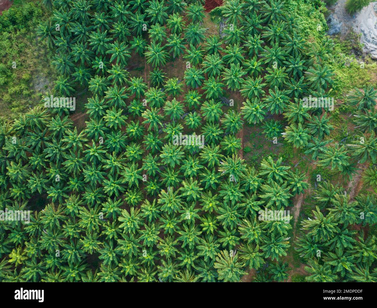 Top view aerial shot of the palm grove with green trees forest,palm ...