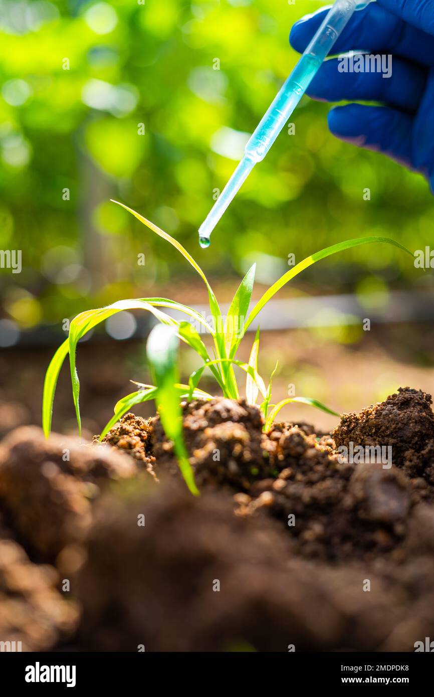 close up vertical shot of agro scientist hands at laboratory adding ...