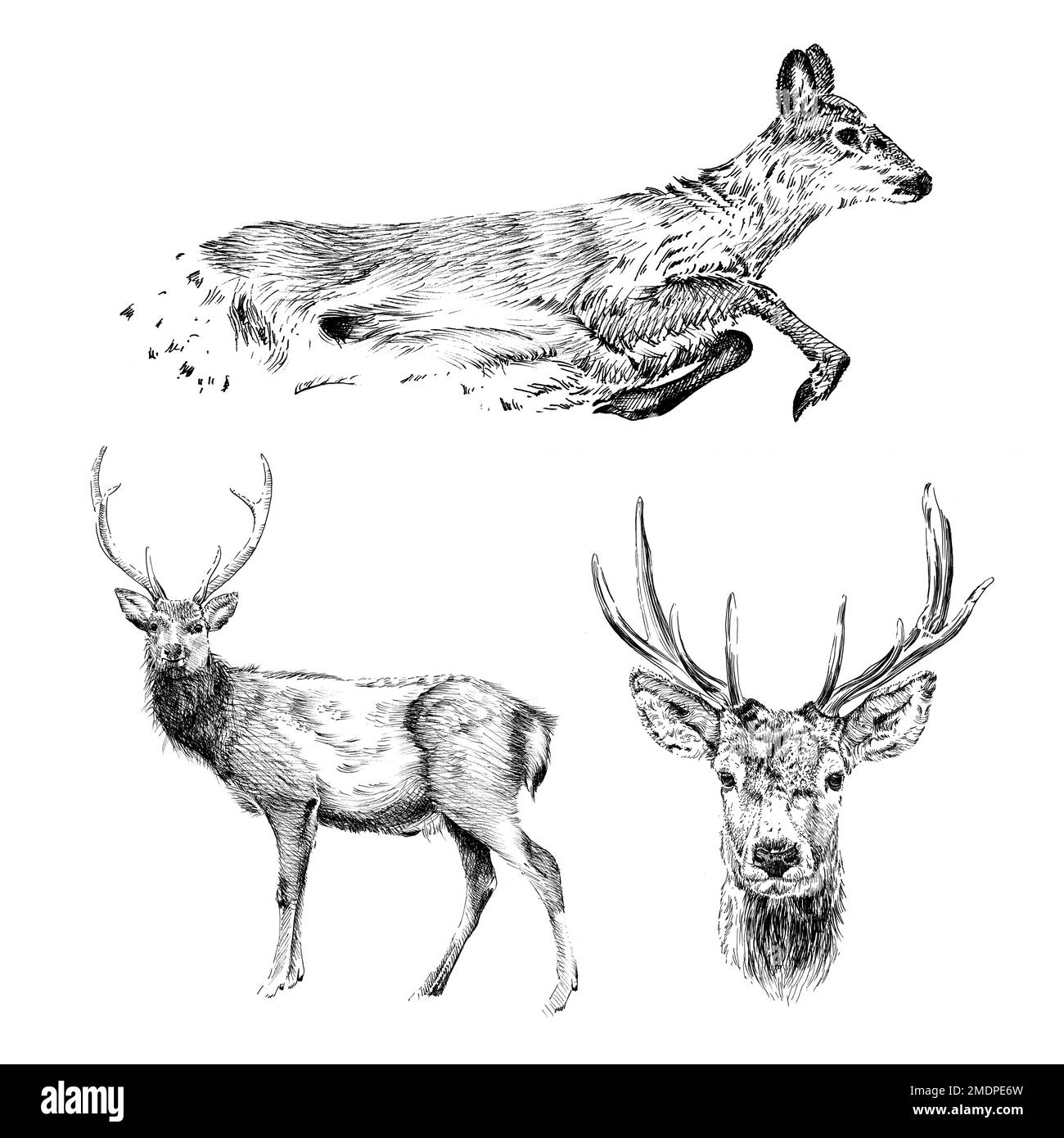 Set hand drawn deer, sketch graphics monochrome illustration on white ...