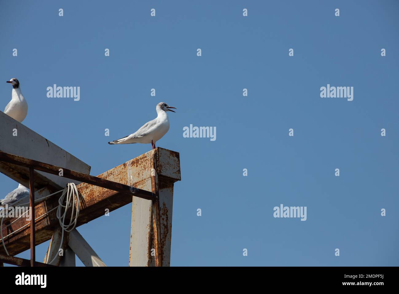 Three seagulls sitting on the old rusty pier. Backdrop with blue sky and a lot of gulls Stock ...