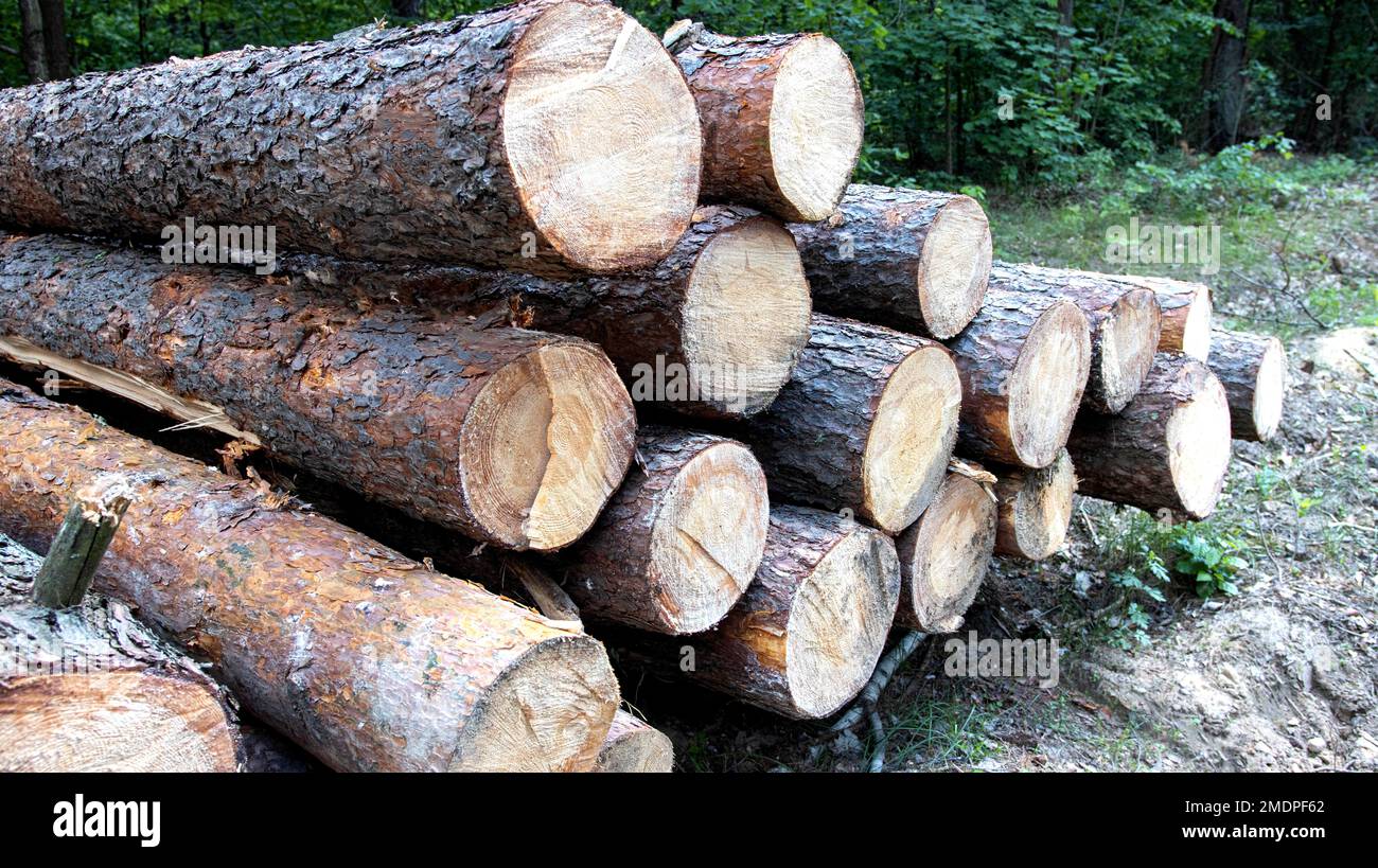A pile of round logs of pine trees lies in the forest in summer. Pine ...