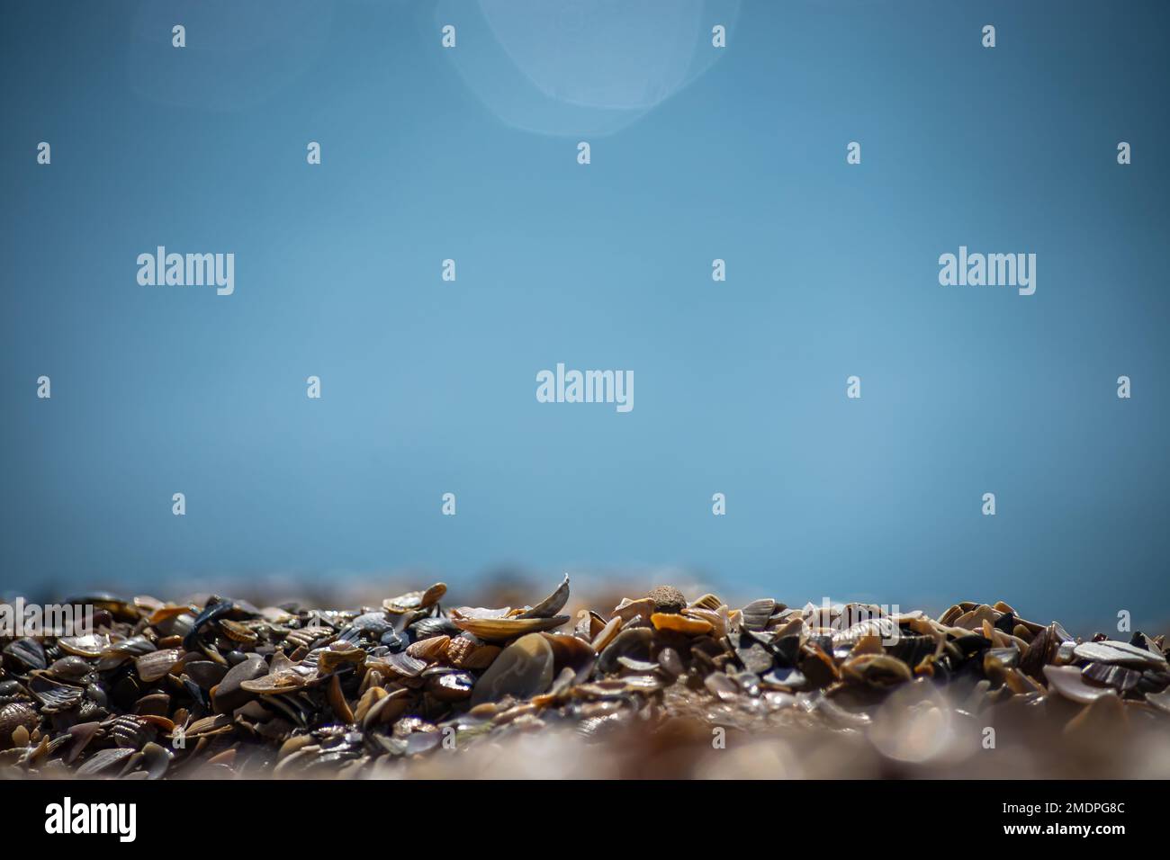 Sea shells on sand. Summer beach background. Top view Stock Photo - Alamy