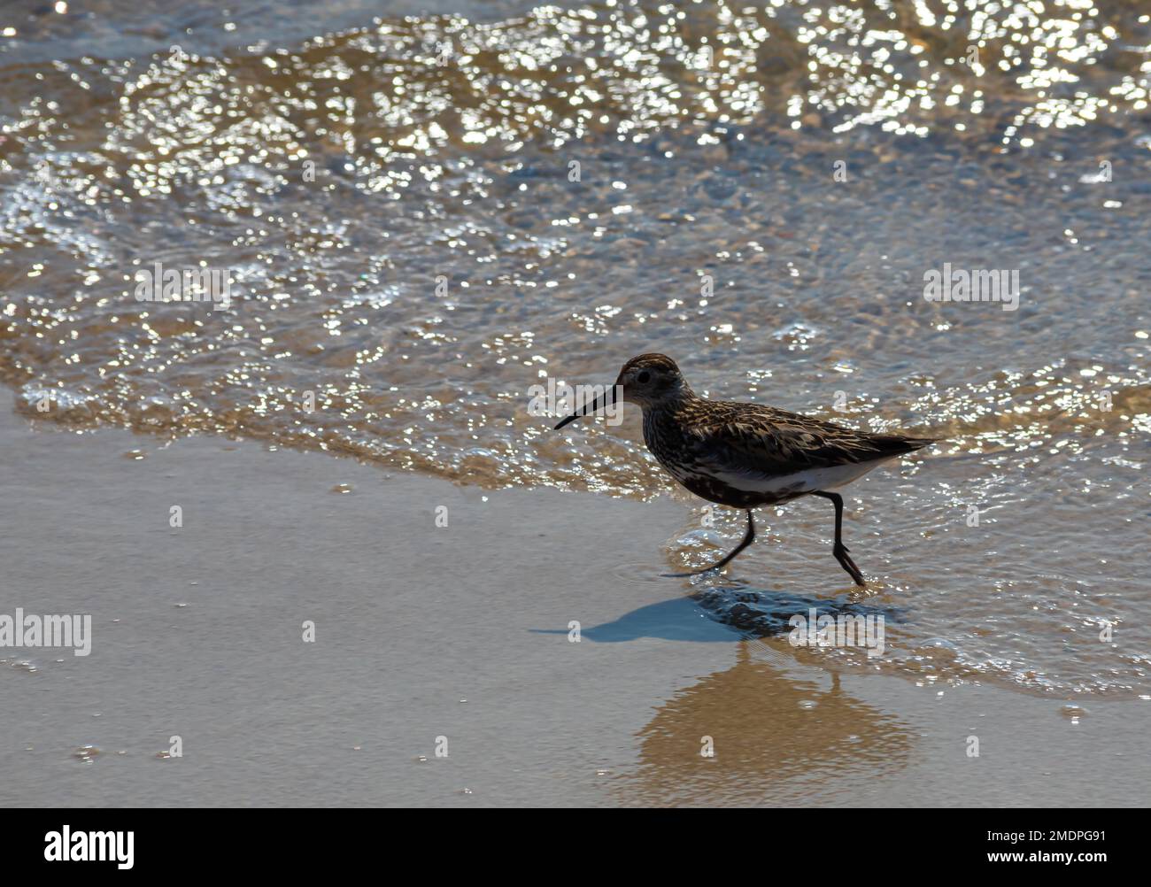 A Dunlin is walking on the beach. Also known as a Red-backed Sandpiper ...