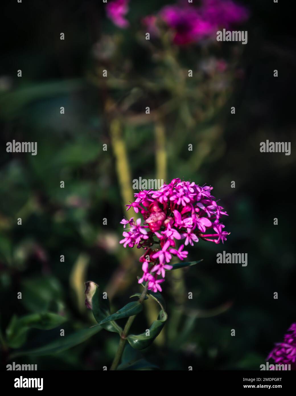 A vertical closeup of Centranthus ruber, the red valerian, fox's brush ...