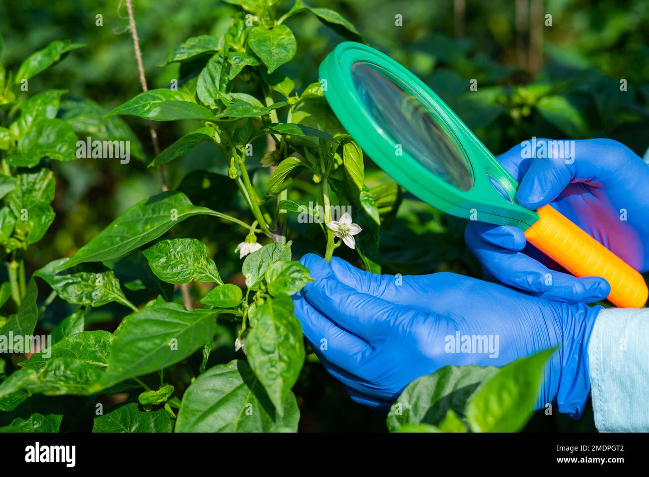 Close up shot of agro scientist at greenhouse checking plant leaves using magnifying glass ...