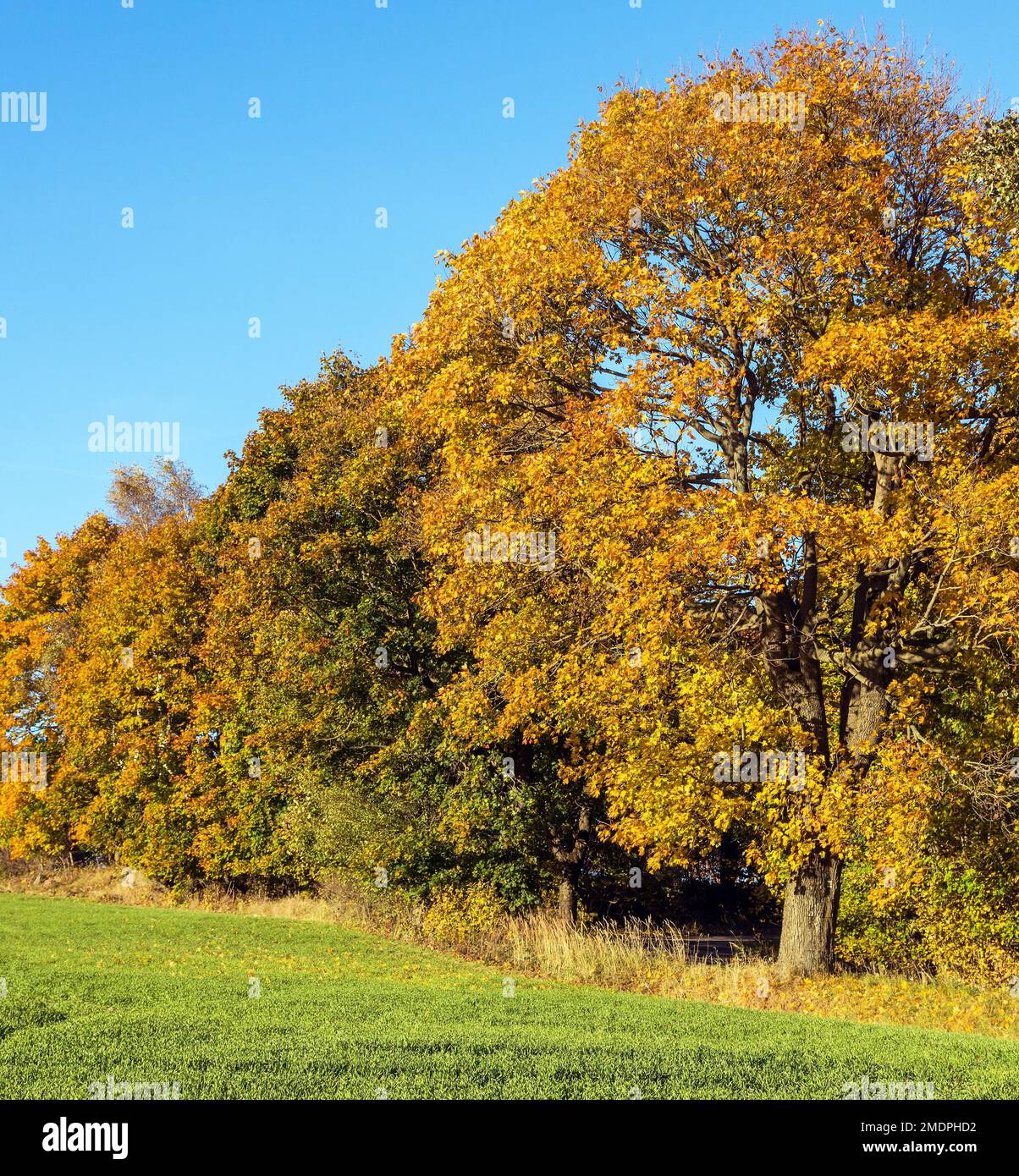 autumn colored deciduous forest edge, maple trees, autumnal landscape ...